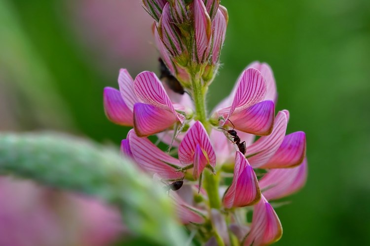 Sainfoin – Friends of the Rib and Quin