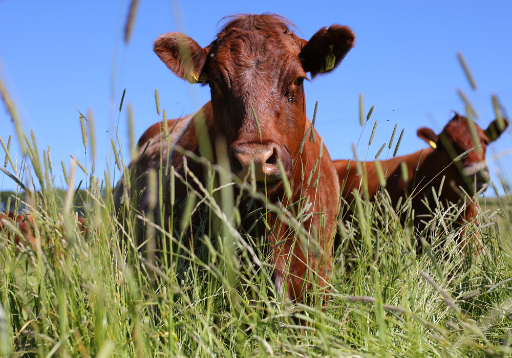 Mob Grazing | Soil Association